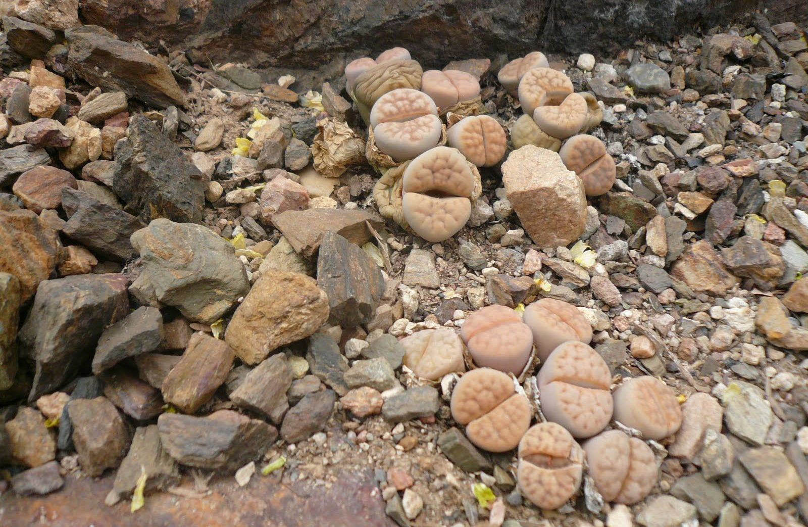 เลี้ยงไลทอป (LITHOPS) ยังไง.?? ให้รอด.. ไม่ตายง่าย – Mini3garden