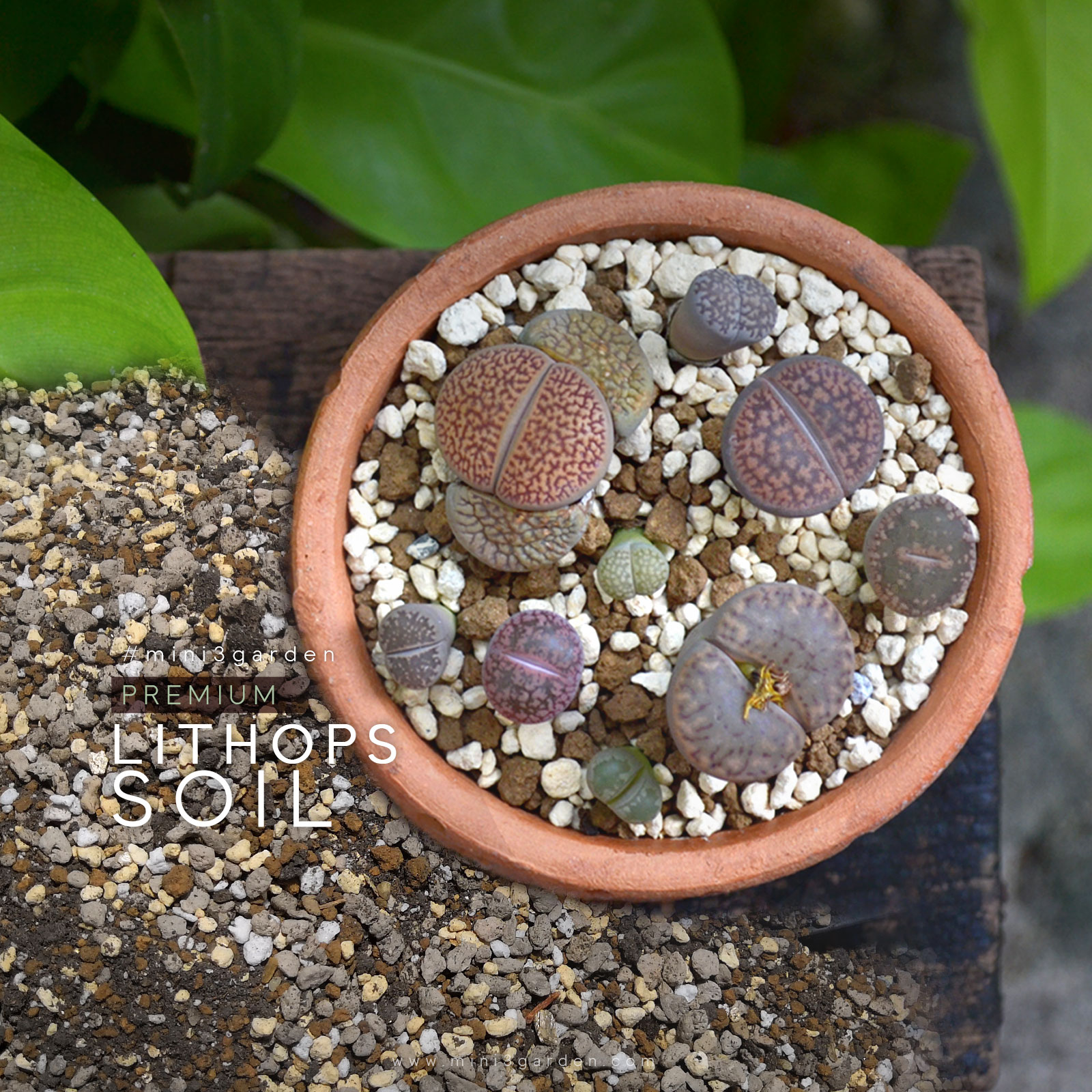 วัสดุปลูกไลทอป – Mini3garden