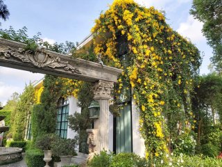 Misstar Cafe นั่งจิบ ชา กาแฟ พร้อม รื่นรมย์ กับต้นไม้นานาพันธุ์ ในการตก ...